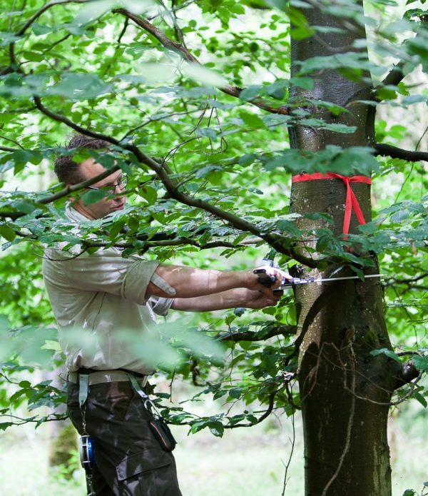 home LIFE Climate Forest - de veerkracht van de bossen vergroten