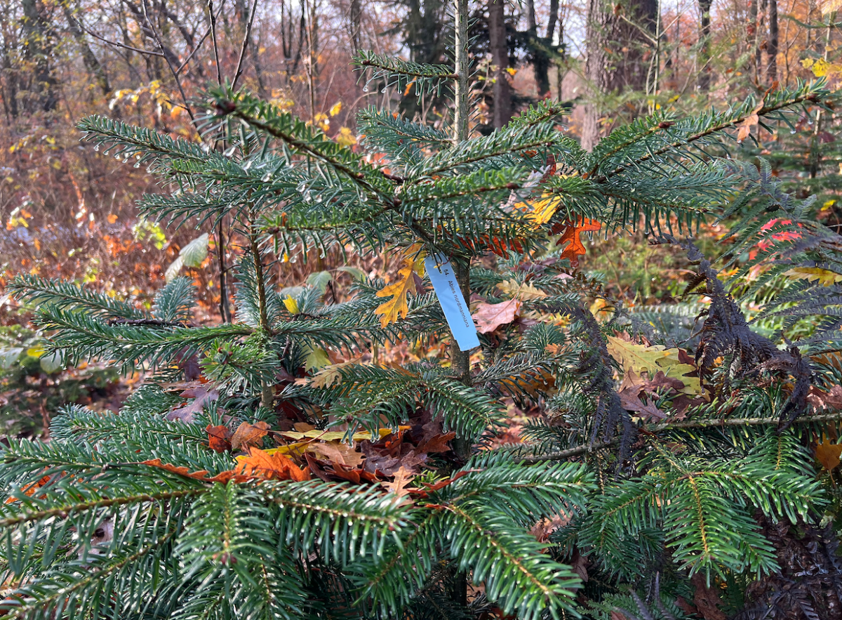 Op bezoek bij Arboretum Oostereng - LIFE Climate Forest